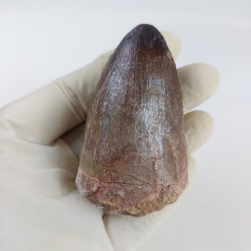 2" Unique Mosasaurus Tooth Specimen for Sale Authentic Fossil | FossilPaleo