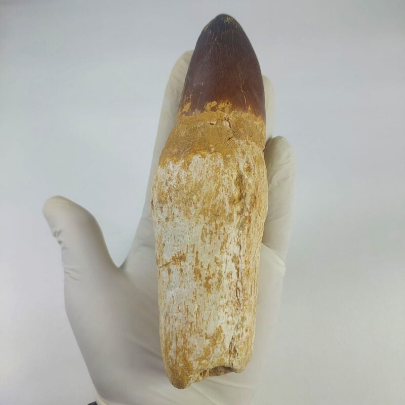 32" Huge Mosasaurus Skull Museum Fossils for sale Cretaceous | FossilPaleo