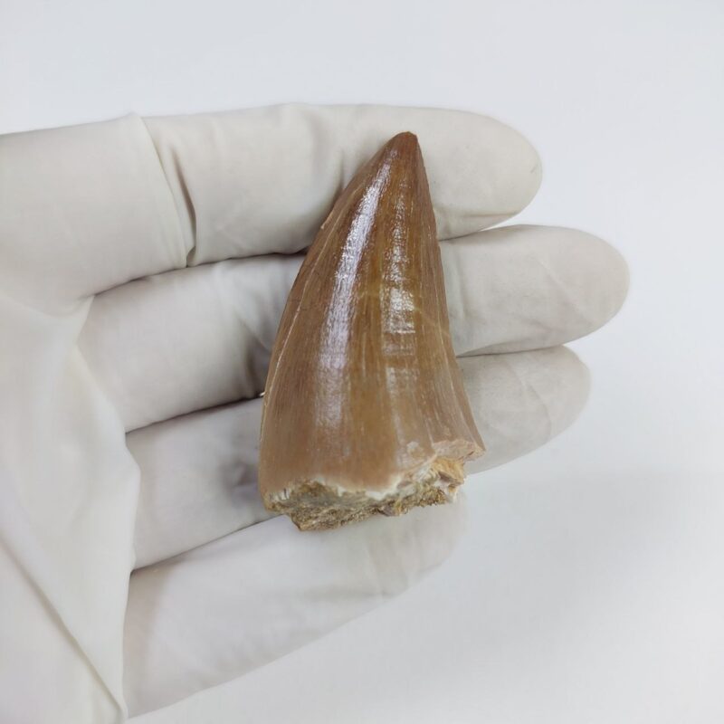 Tylosaurus/Hainosaurus | Original Fossils for Sale