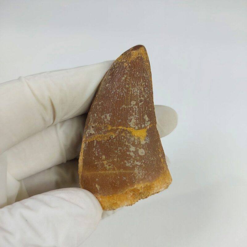2" Great Hainosaurus tooth Fossil Cretaceous Mosasaurus | FossilPaleo
