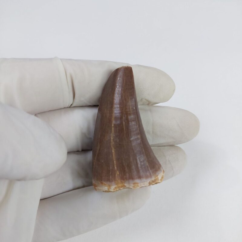 1.9" Mosasaurus tooth Fossil Cretaceous Tylosaurus Dinosaur | FossilPaleo