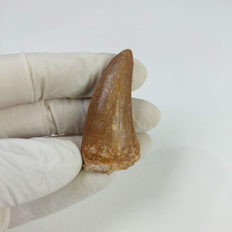 1.8" Mosasaurus tooth Cretaceous Collectible fossils | FossilPaleo