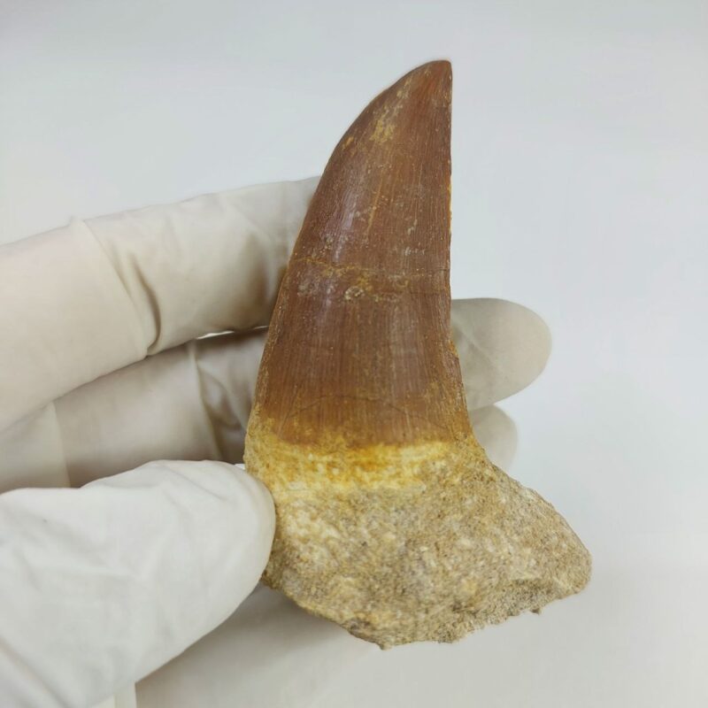 2.5" Original Tylosaurus tooth Cretaceous Mosasaurus Dinosaur | FossilPaleo