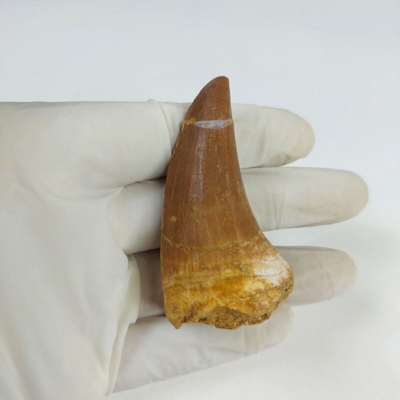 2.4" Mosasaurus tooth Fossil Cretaceous Tylosaurus Dinosaur | FossilPaleo