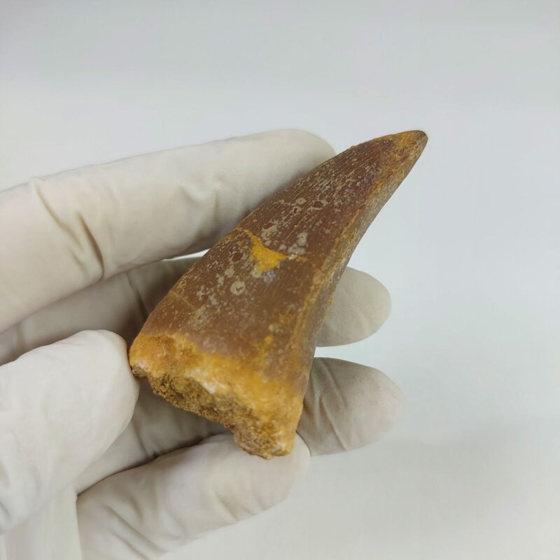 2" Great Hainosaurus tooth Fossil Cretaceous Mosasaurus | FossilPaleo