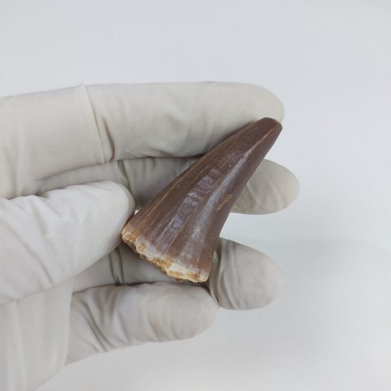 1.9" Mosasaurus tooth Fossil Cretaceous Tylosaurus Dinosaur | FossilPaleo