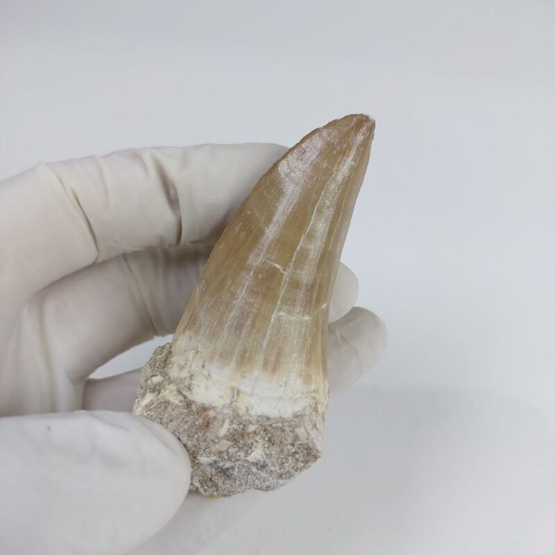 2.6" RARE Tylosaurus tooth Cretaceous Mosasaurus Fossils | FossilPaleo