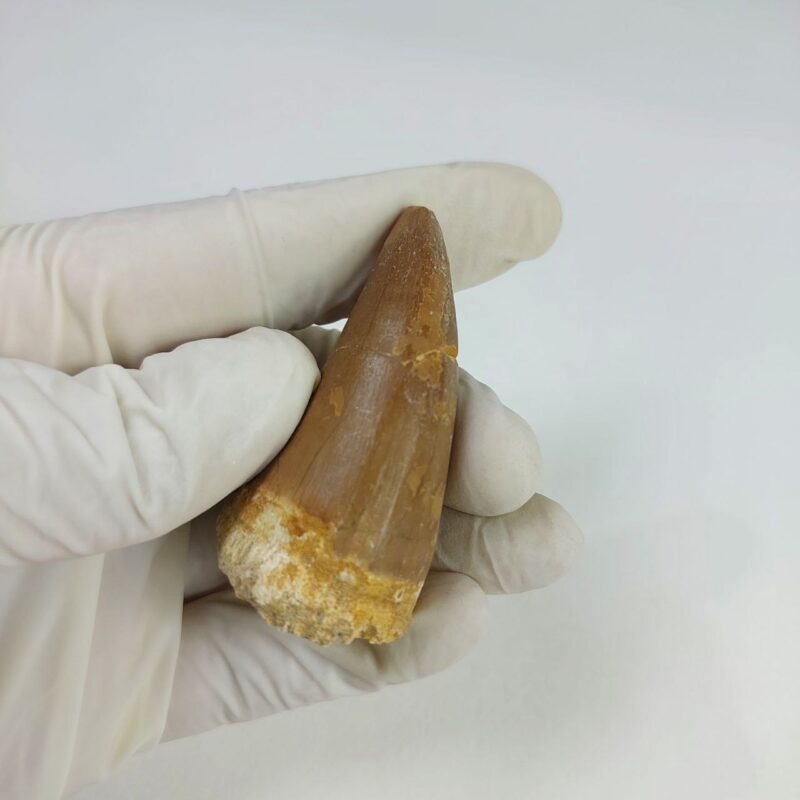 2" Mosasaur Tylosaurus tooth Cretaceous Collectible fossilized ...