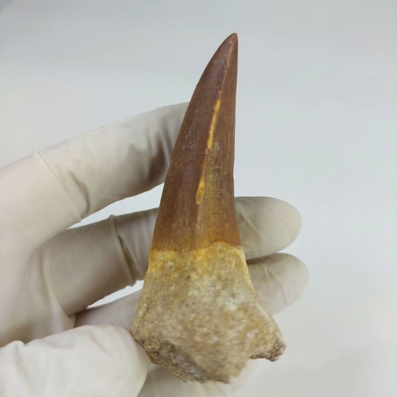 2.5" Original Tylosaurus tooth Cretaceous Mosasaurus Dinosaur | FossilPaleo