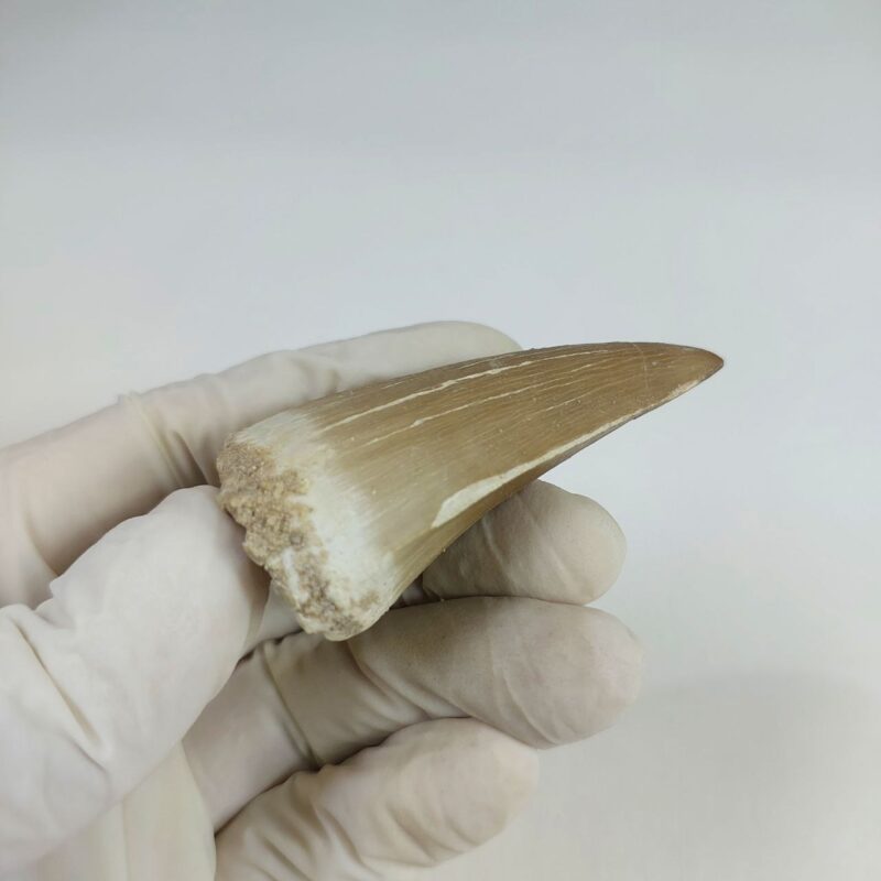 2.4" Mosasaurus tooth Fossil Cretaceous Tylosaurus Dinosaur | FossilPaleo