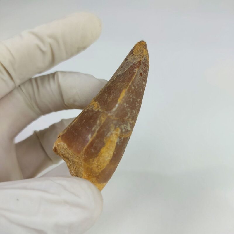 2" Great Hainosaurus tooth Fossil Cretaceous Mosasaurus | FossilPaleo