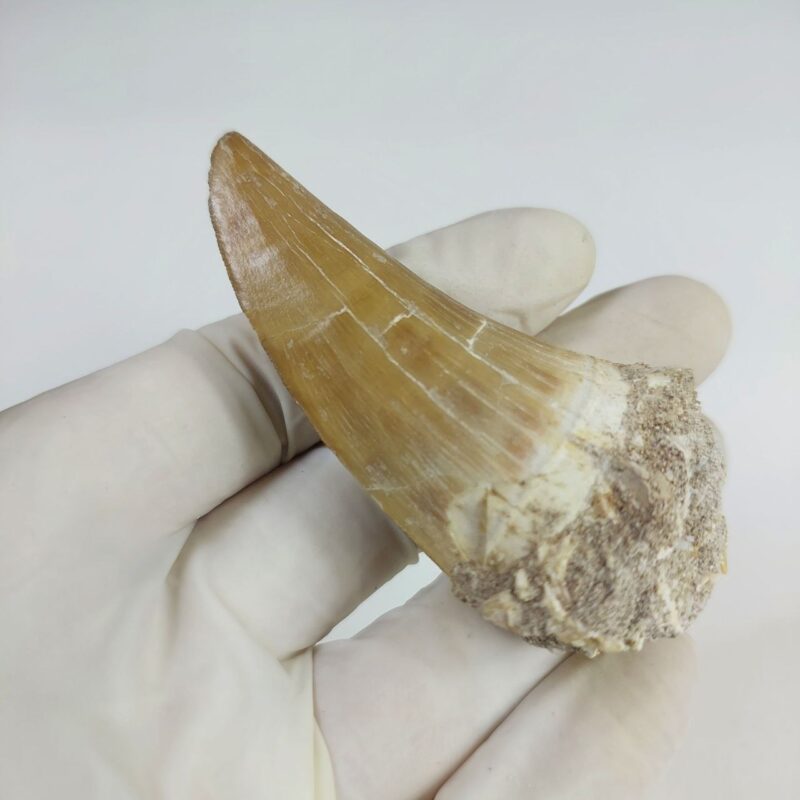 2.6" RARE Tylosaurus tooth Cretaceous Mosasaurus Fossils | FossilPaleo