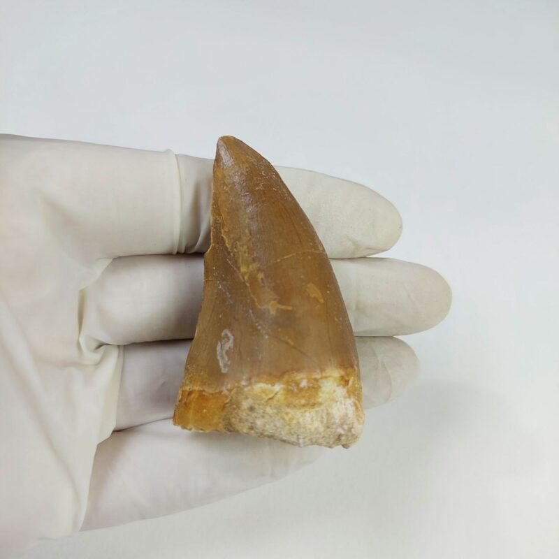 2" Mosasaur Tylosaurus tooth Cretaceous Collectible fossilized ...