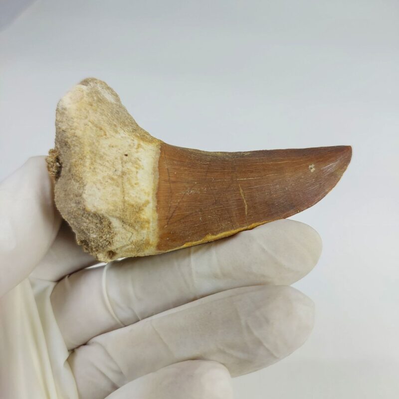 2.5" Original Tylosaurus tooth Cretaceous Mosasaurus Dinosaur | FossilPaleo