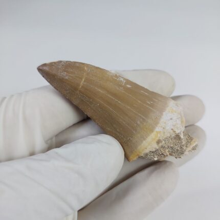 2.4" Original Tylosaurus tooth Cretaceous Mosasaurus Dinosaur | FossilPaleo