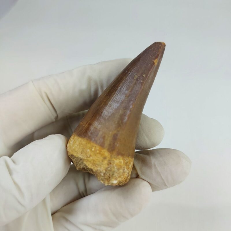 2" Original Tylosaurus tooth Cretaceous Mosasaurus Dinosaur | FossilPaleo