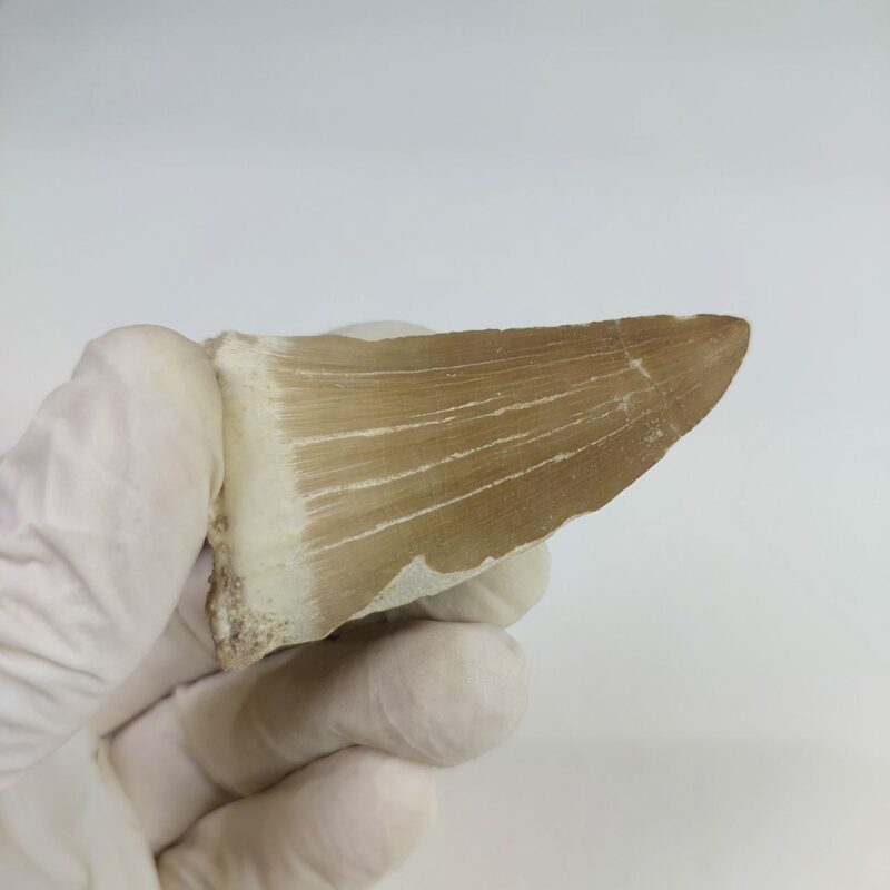 2.4" Mosasaurus tooth Fossil Cretaceous Tylosaurus Dinosaur | FossilPaleo