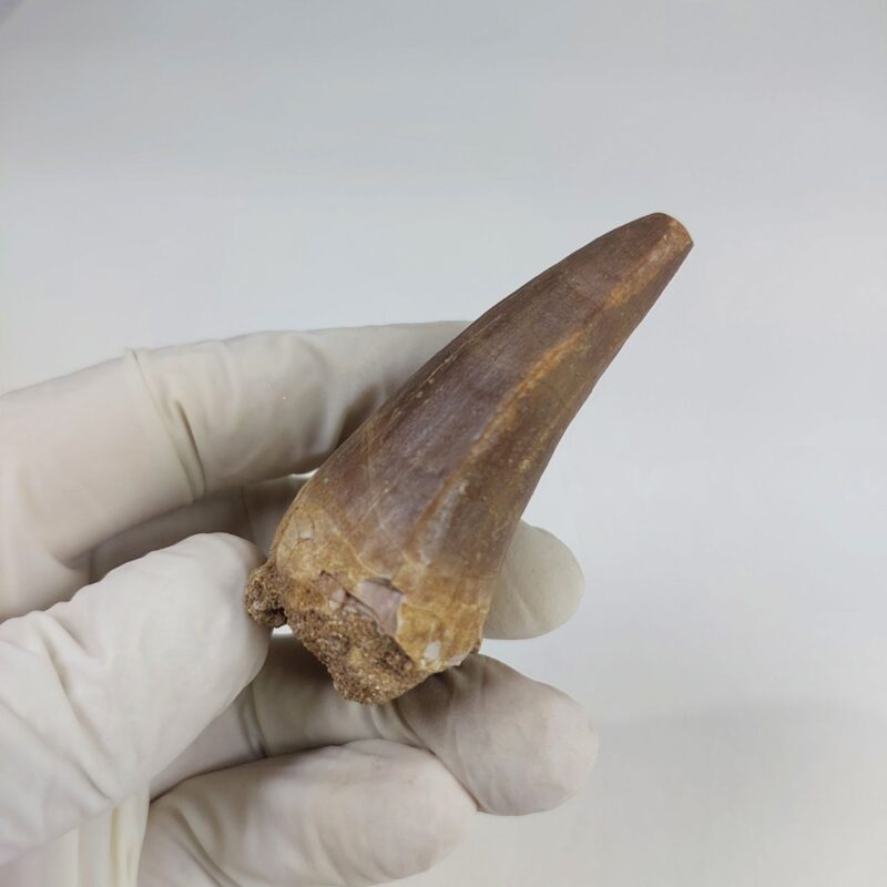 2.2" Mosasaurus tooth Fossil Cretaceous Tylosaurus Dinosaur | FossilPaleo