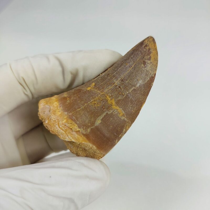 2" Great Hainosaurus tooth Fossil Cretaceous Mosasaurus | FossilPaleo