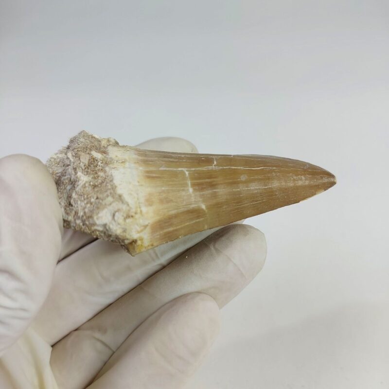 2.6" RARE Tylosaurus tooth Cretaceous Mosasaurus Fossils | FossilPaleo