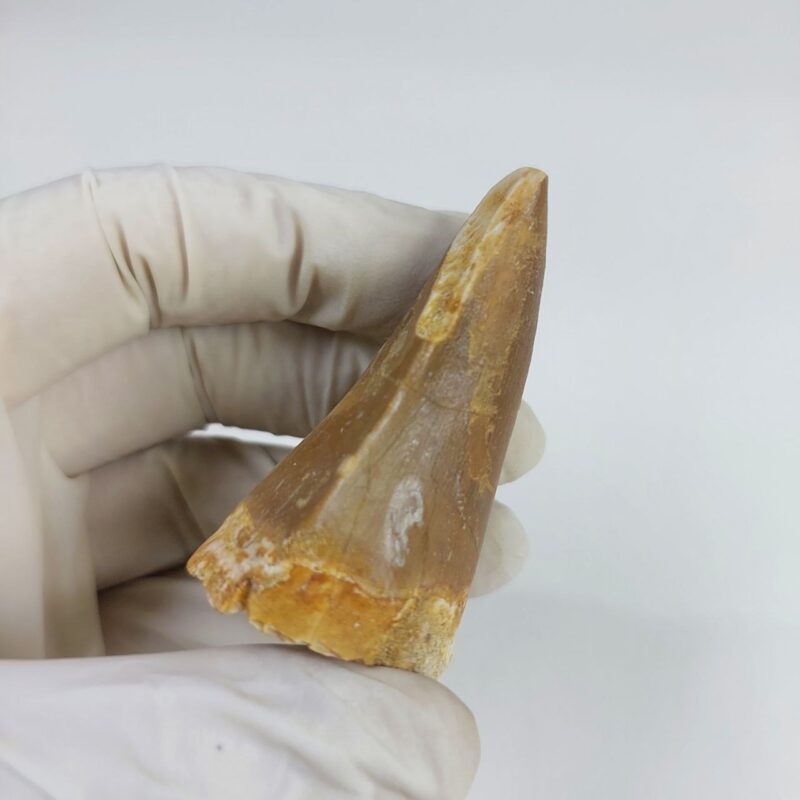 2" Mosasaur Tylosaurus tooth Cretaceous Collectible fossilized ...