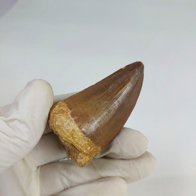 2" Original Tylosaurus tooth Cretaceous Mosasaurus Dinosaur | FossilPaleo