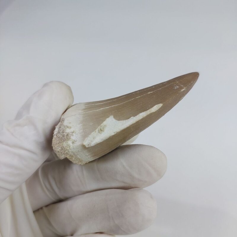 2.4" Mosasaurus tooth Fossil Cretaceous Tylosaurus Dinosaur | FossilPaleo