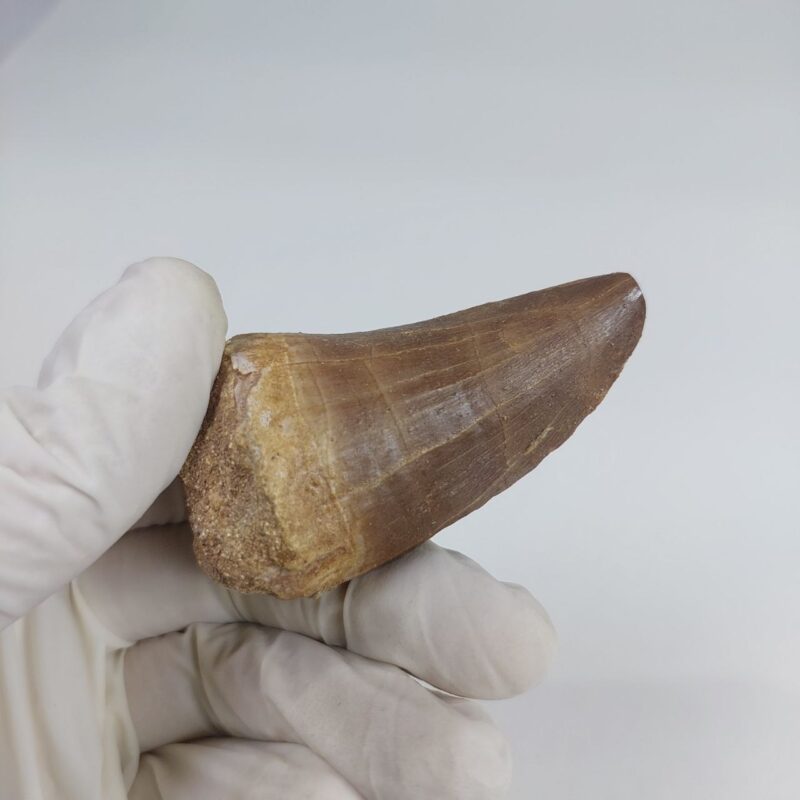 2.2" Mosasaurus tooth Fossil Cretaceous Tylosaurus Dinosaur | FossilPaleo