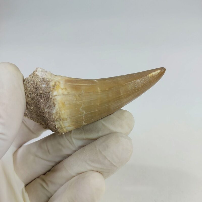 2.6" RARE Tylosaurus tooth Cretaceous Mosasaurus Fossils | FossilPaleo