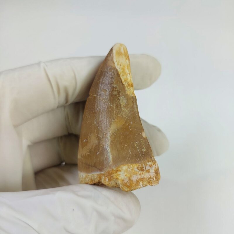 2" Mosasaur Tylosaurus tooth Cretaceous Collectible fossilized ...