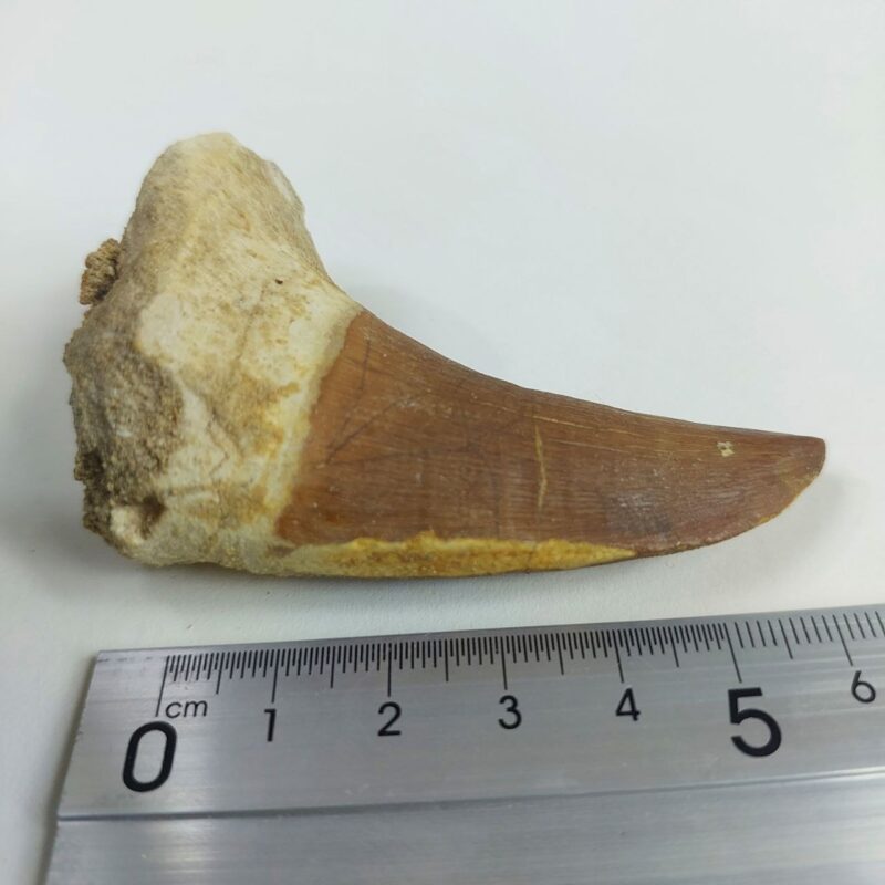 2.5" Original Tylosaurus tooth Cretaceous Mosasaurus Dinosaur | FossilPaleo