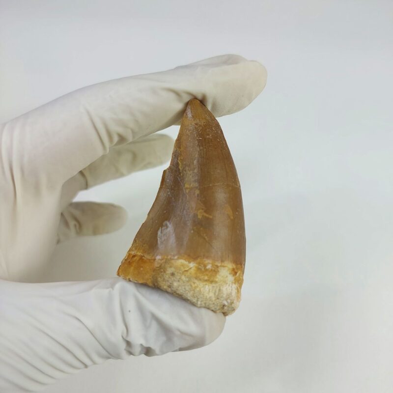 2" Mosasaur Tylosaurus tooth Cretaceous Collectible fossilized ...