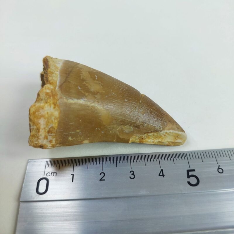 2" Mosasaur Tylosaurus tooth Cretaceous Collectible fossilized ...