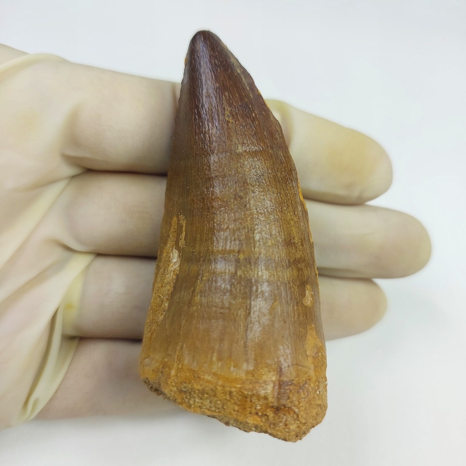 Huge Mosasaurus Tooth Original Fossil Dinosaur Cretaceous | FossilPaleo