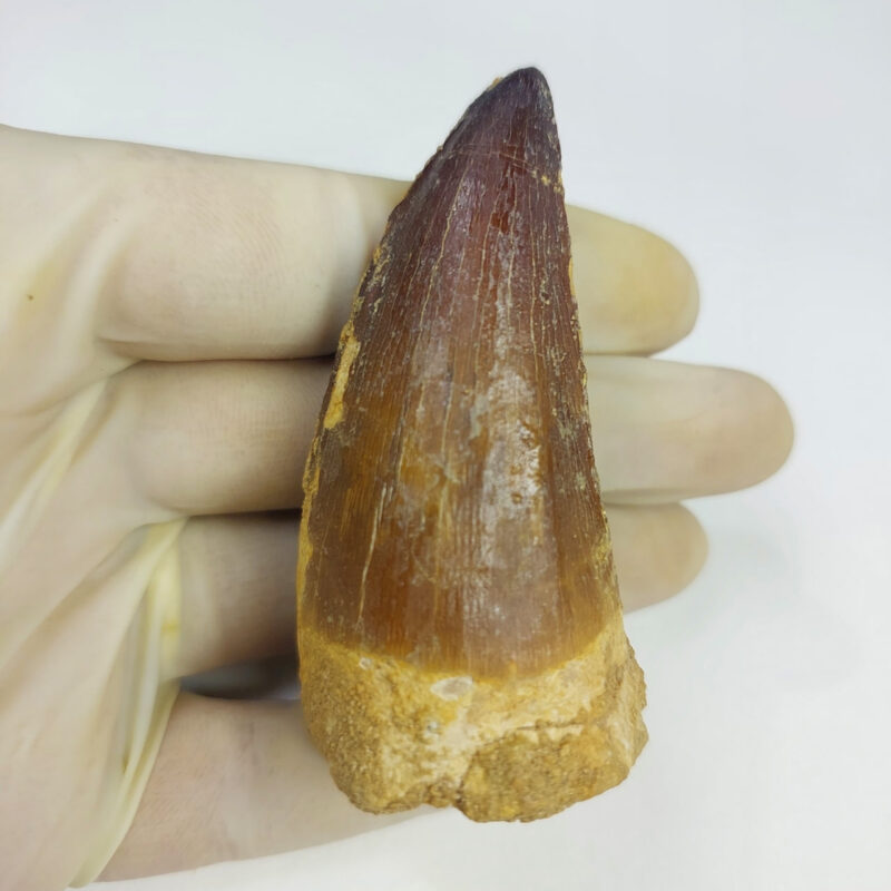 Mosasaurus Prognathodon Anceps Tooth Rare Fossils | FossilPaleo