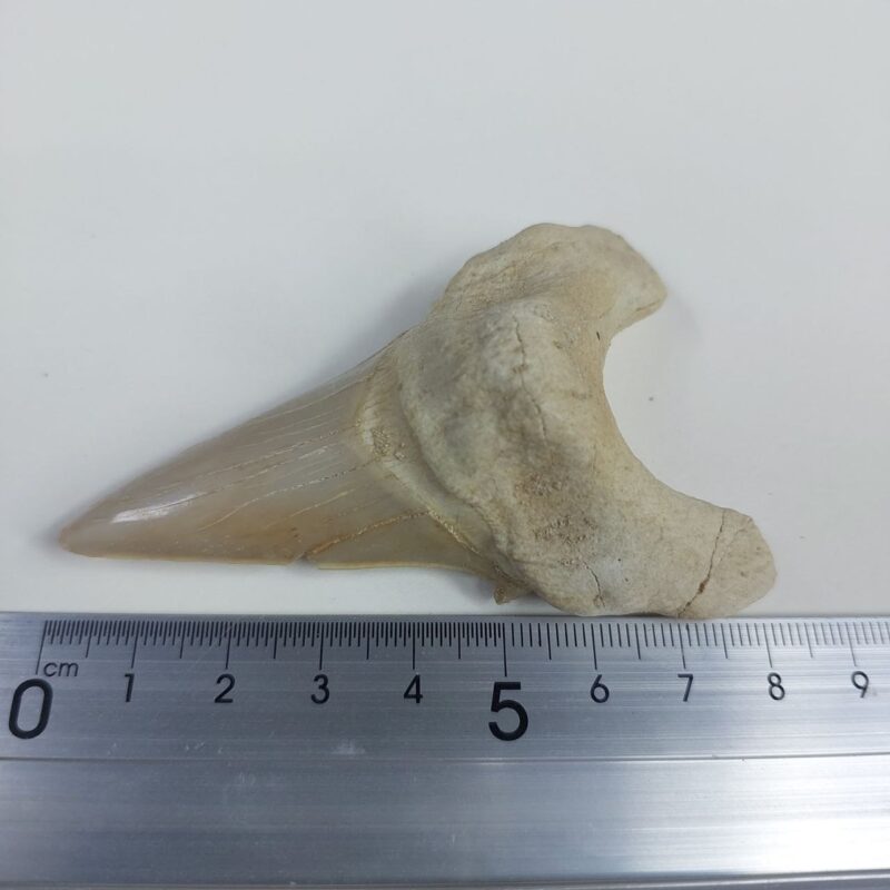 3.1" Original OTODUS Tooth Rare fossil teeth Megalodon teeth | FossilPaleo