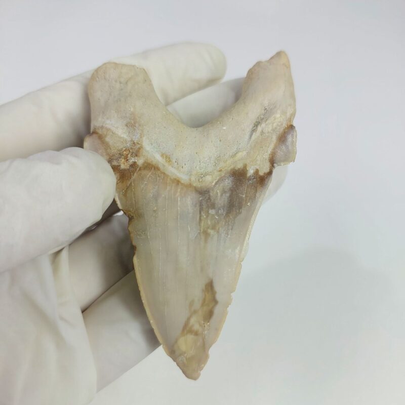 3.2" Original OTODUS Tooth Rare fossil teeth Megalodon teeth | FossilPaleo