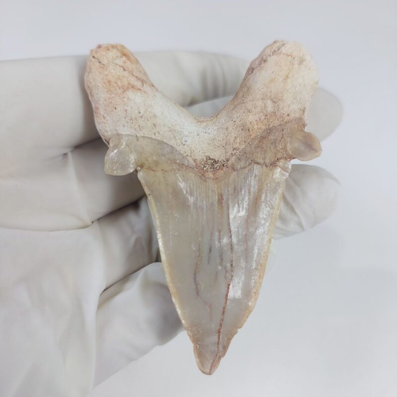 3.2" Rare Otodus Obliquus Tooth Rare fossil teeth Megalodon teeth ...
