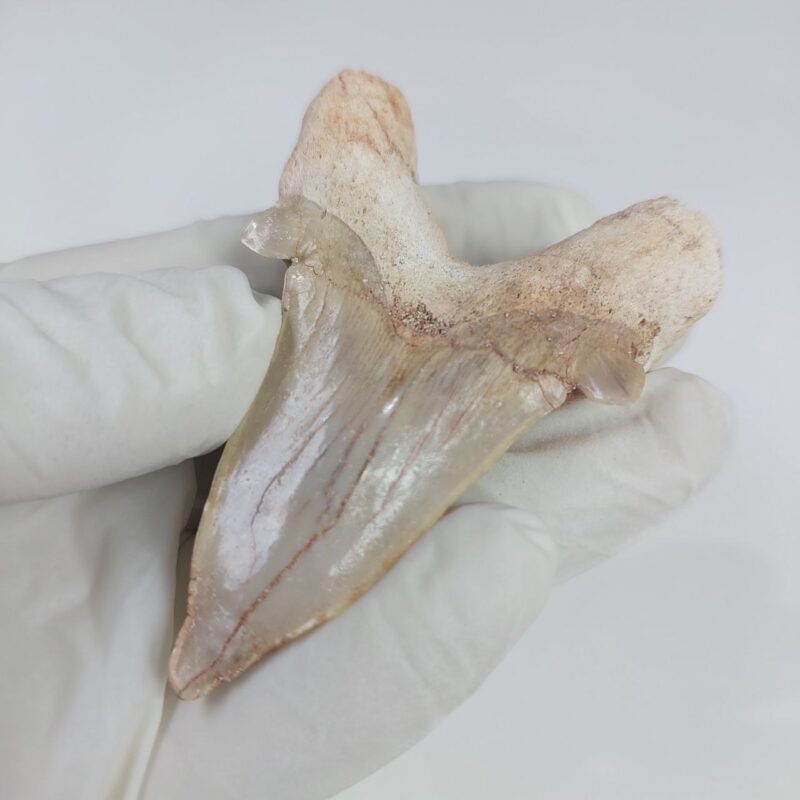 3.2" Rare Otodus Obliquus Tooth Rare fossil teeth Megalodon teeth ...