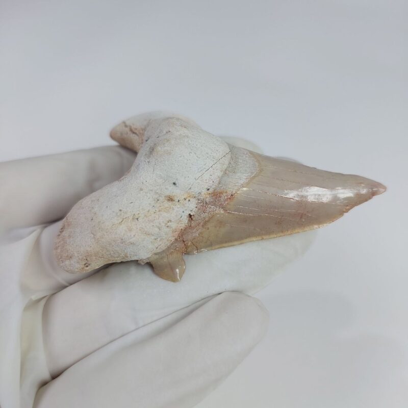 3.2" Rare Otodus Obliquus Tooth Rare fossil teeth Megalodon teeth ...