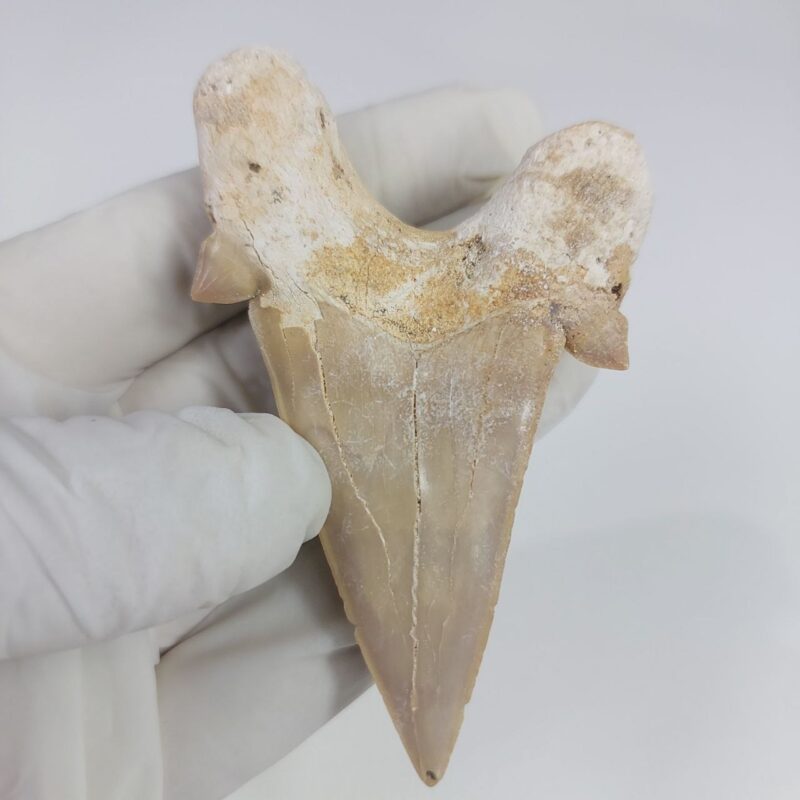3.3" Huge Otodus Obliquus Tooth Rare fossil teeth Megalodon | FossilPaleo