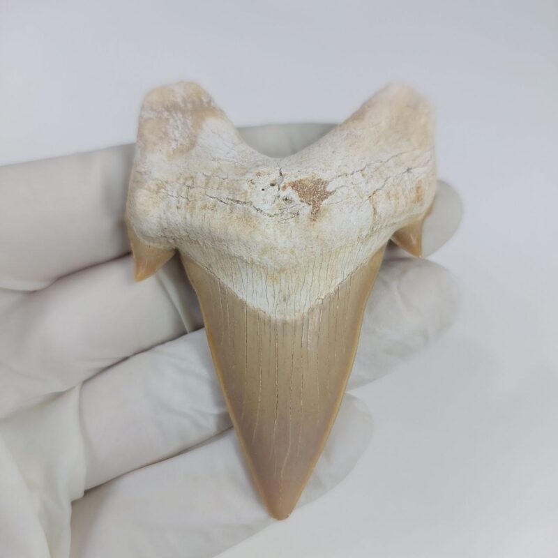 3.4" Top Otodus Obliquus Tooth Rare teeth Megalodon fossil | FossilPaleo