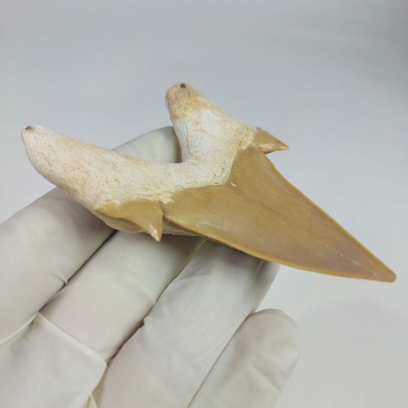 3.4" Top Otodus Obliquus Tooth Rare teeth Megalodon fossil | FossilPaleo