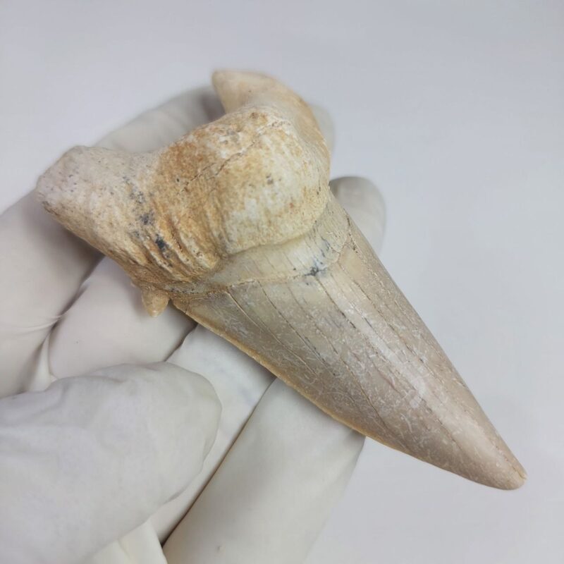 Original Otodus Obliquus Tooth 8 cm Rare Megalodon fossilized | FossilPaleo