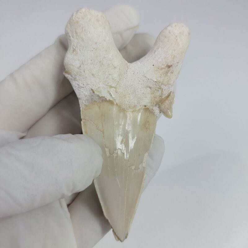 Rare Otodus Obliquus Tooth 8 cm Rare Mega teeth | FossilPaleo