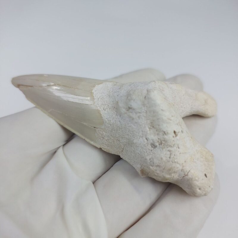 Rare Otodus Obliquus Tooth 8 cm Rare Mega teeth | FossilPaleo