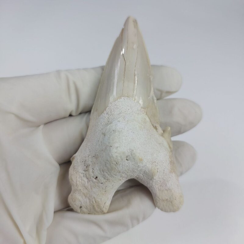 Rare Otodus Obliquus Tooth 8 cm Rare Mega teeth | FossilPaleo