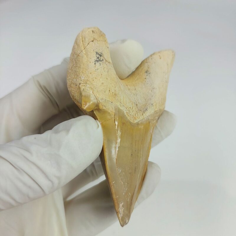 Rare Shark Fossil Otodus Obliquus Tooth 8 cm Rare Mega | FossilPaleo