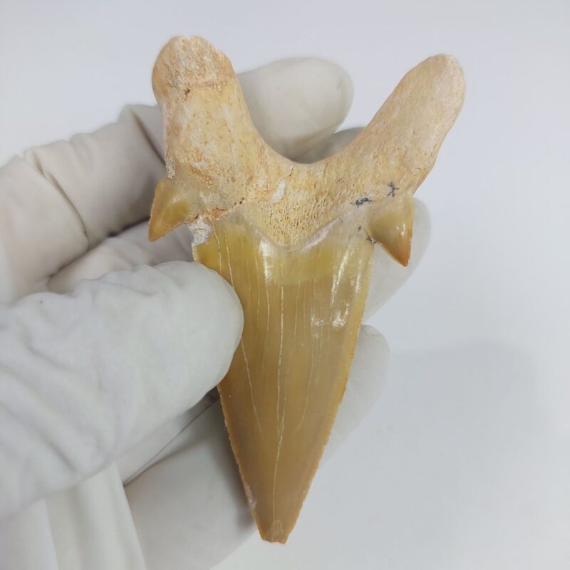 Shark Tooth 3" Rare Otodus Obliquus Mega Fossil teeth | FossilPaleo