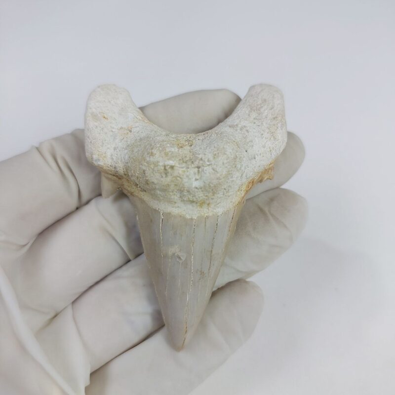 Shark Tooth 2.7" Rare Otodus Obliquus Megalodon Fossil teeth | FossilPaleo